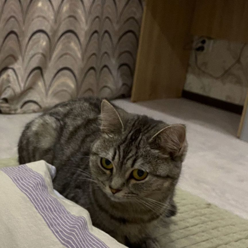 Отдам кошку