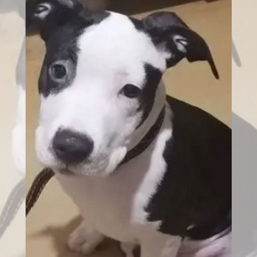 Американский стаффордширский терьер, щенок