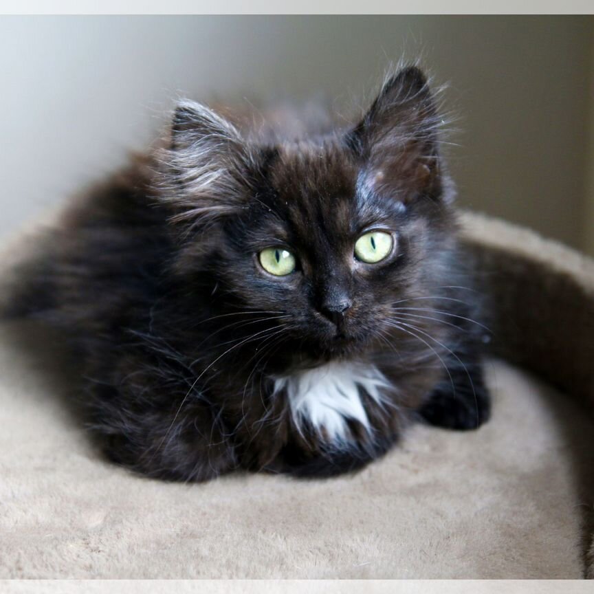 Маслинка в добрые руки