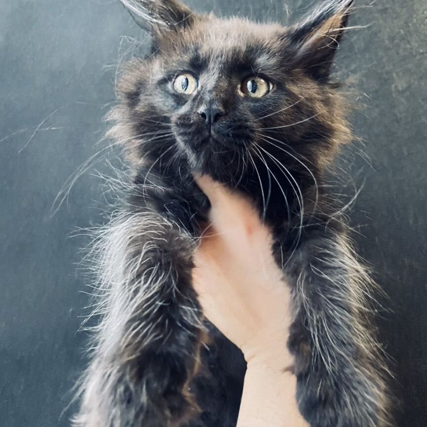 Мейн-кун с длинными кистями черный солид