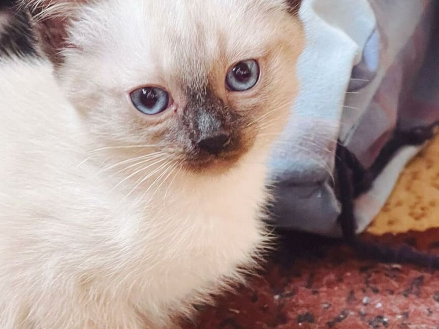 Котята сиамские