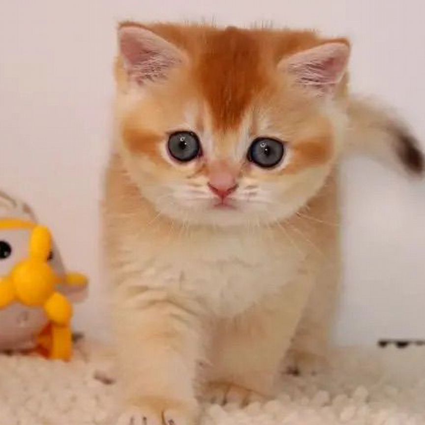 Британский короткошёрстный котёнок