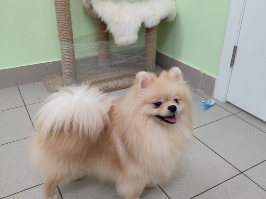 Померанский шпиц