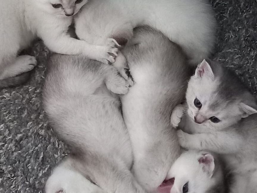 Шотландские котята