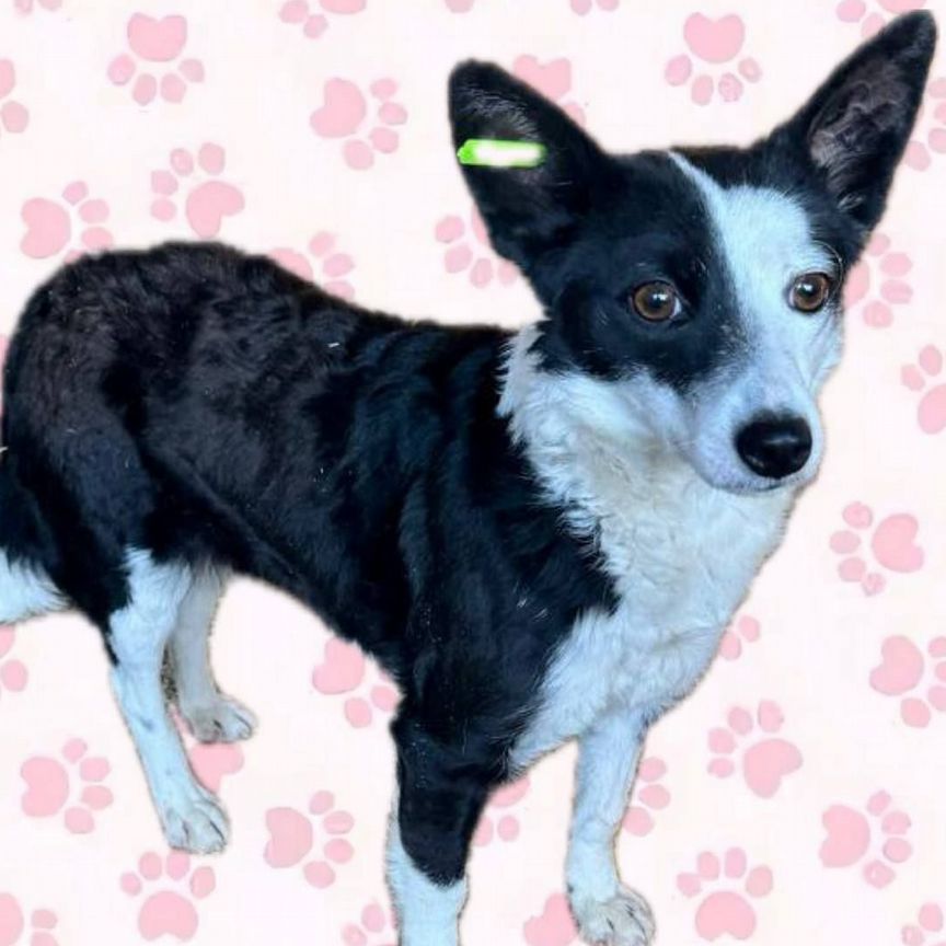 Взрослая собака в добрые руки