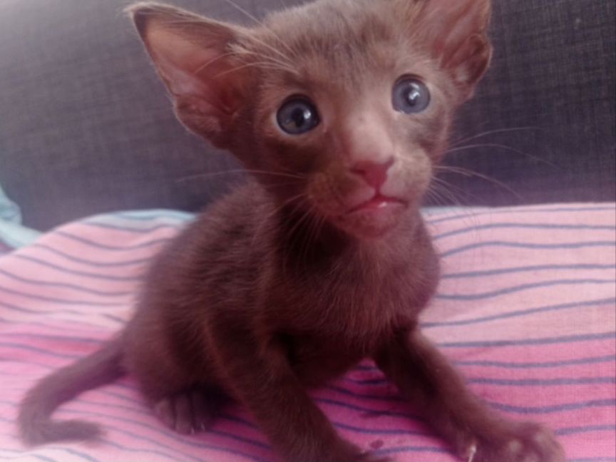 Ориентальные котята