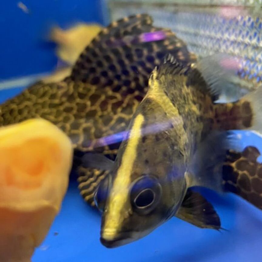 Окунь тигровый кемпбела, микролепис, четырехполос