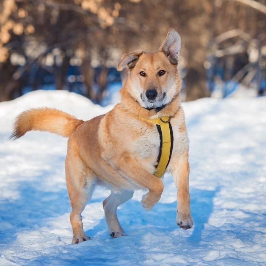 Собака в добрые руки