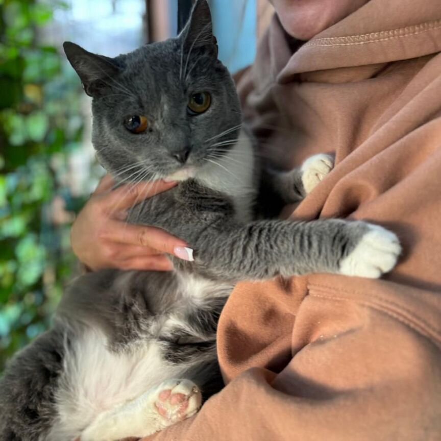 Выжить чтобы жить.Кот Пират.приютнекрасовка.В дар