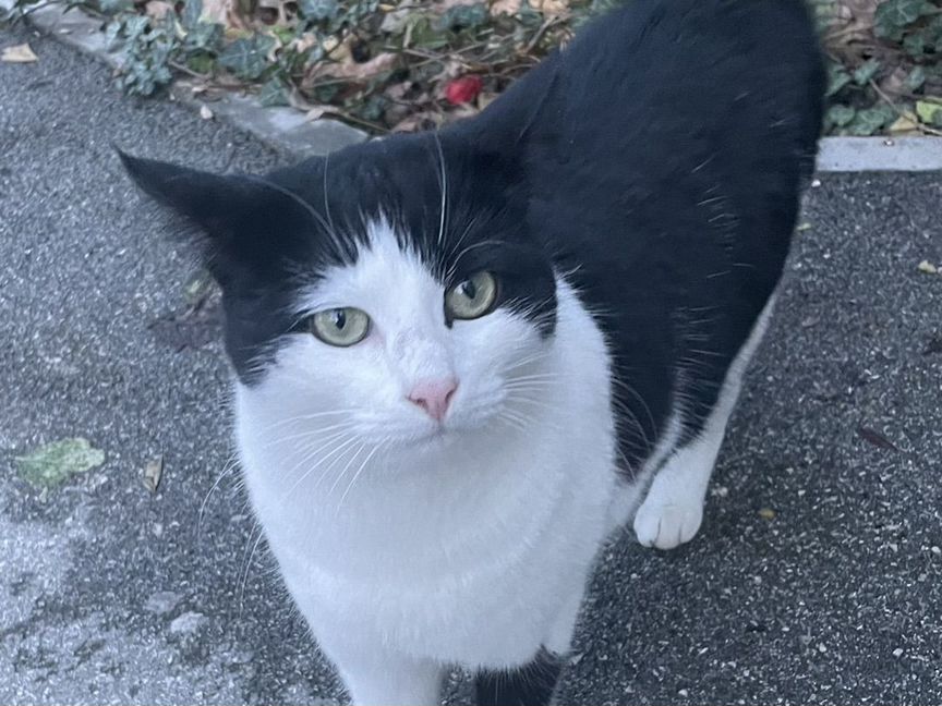 Кошка