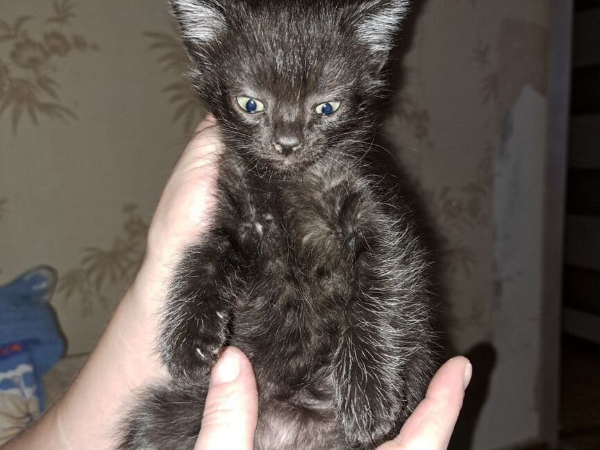 Кошки в добрые руки бесплатно