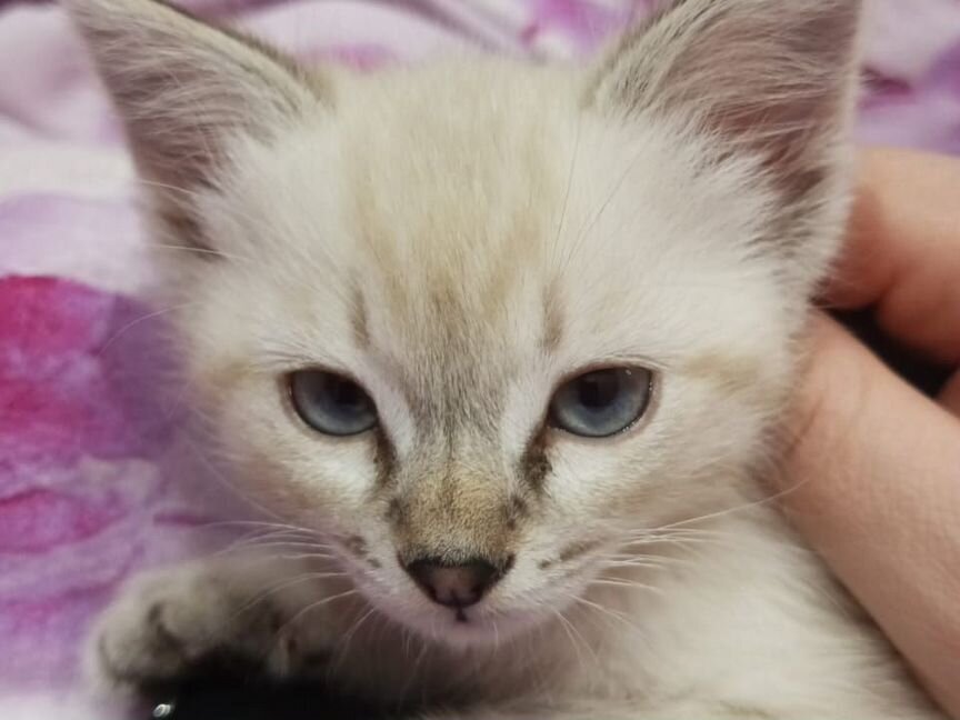 Тайский котенок мальчик 2 месяца