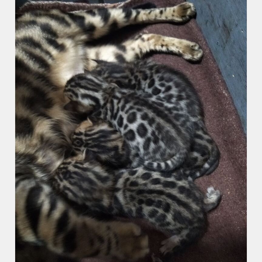Бенгальские котята