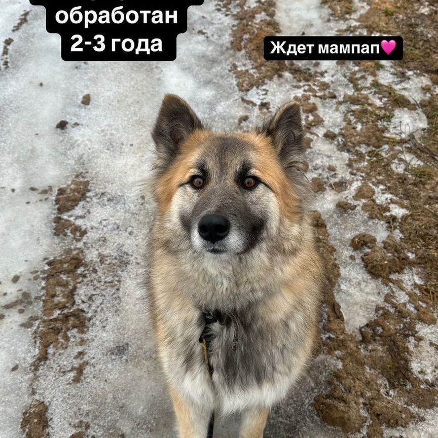 Спасенные собаки ищут дом