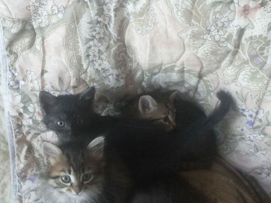 Котята в добрые руки