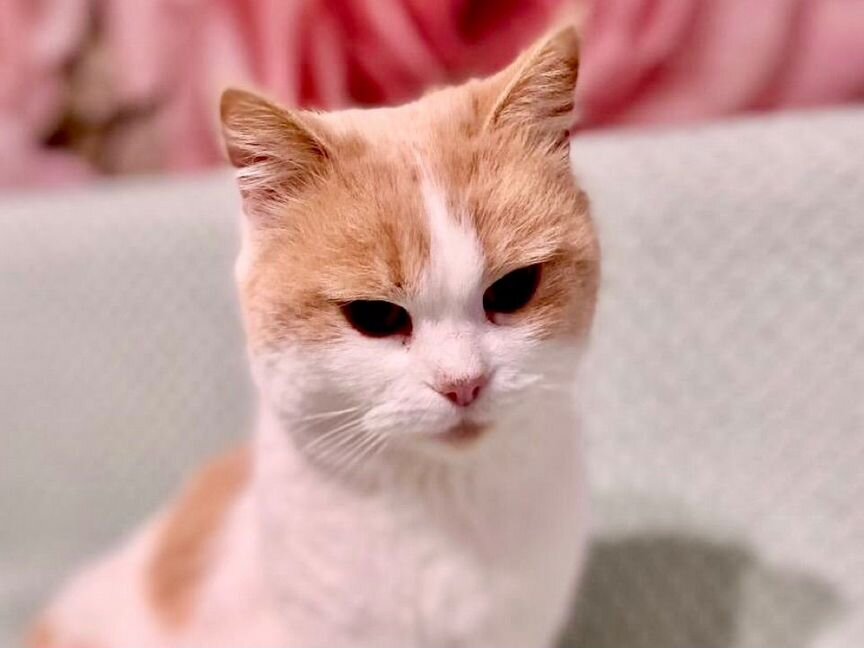 Кошечка Плюшка, стерилизована