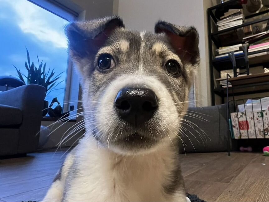 Фред в поиске дома