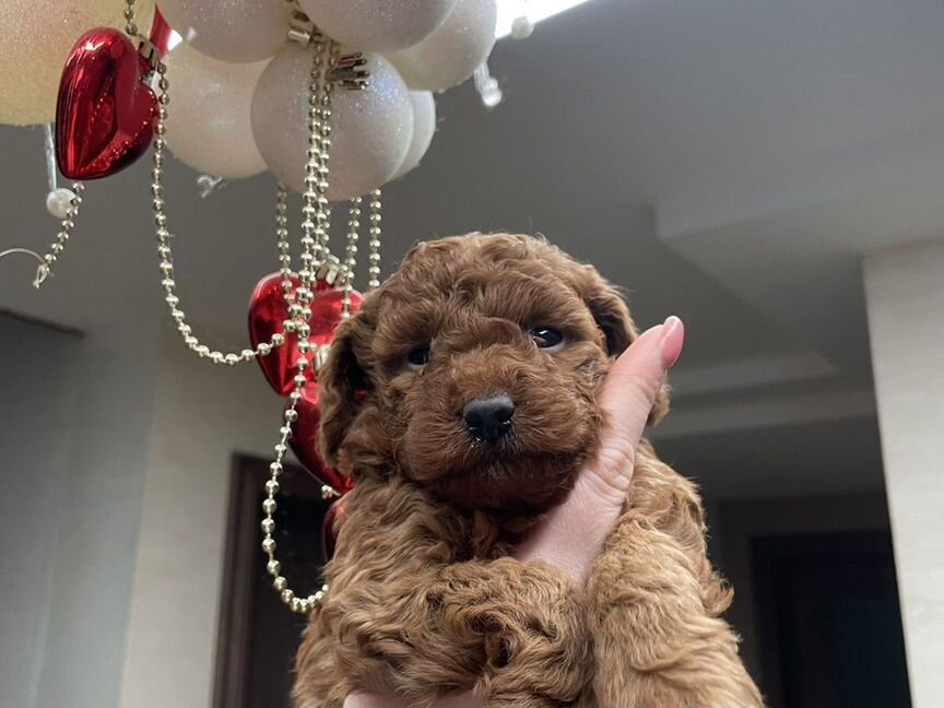 Мальтипу рэд браун премиум бронь