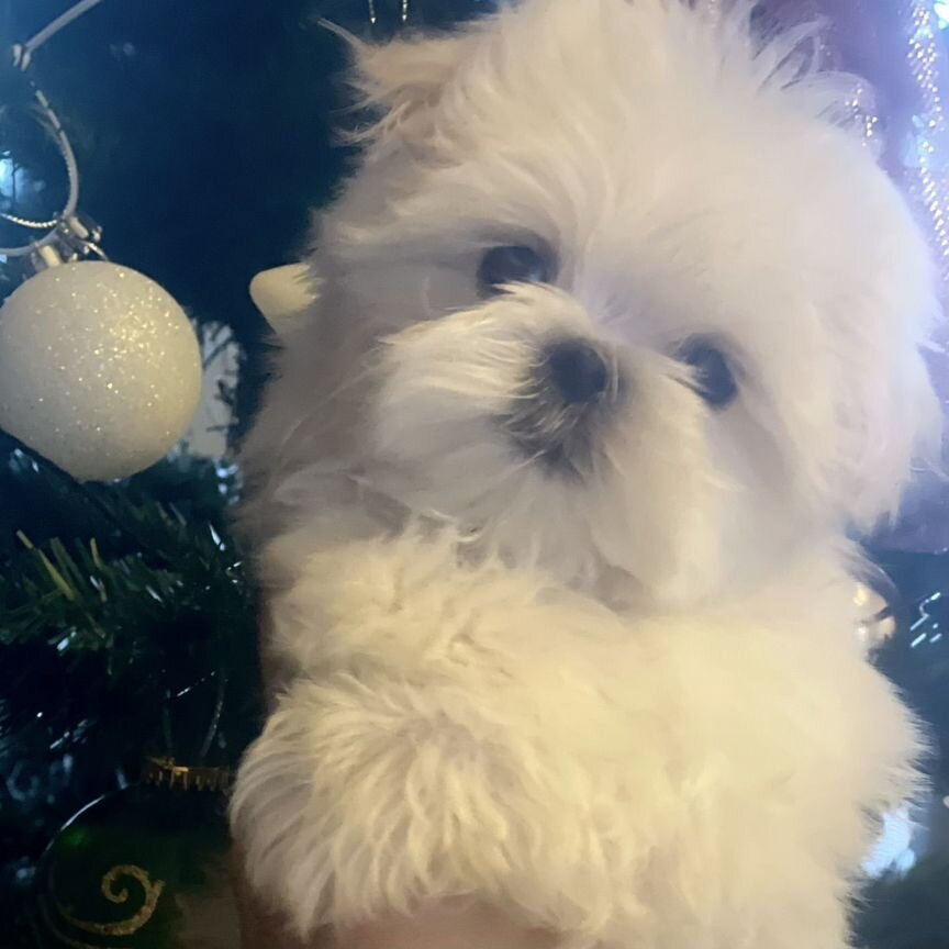 Мальтийская болонка, щенок