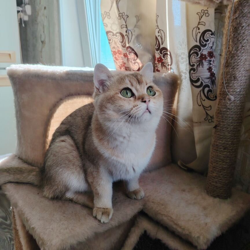 Кот Британская золотая шиншилла вязка