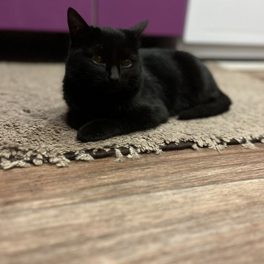 Котята в дар девочка