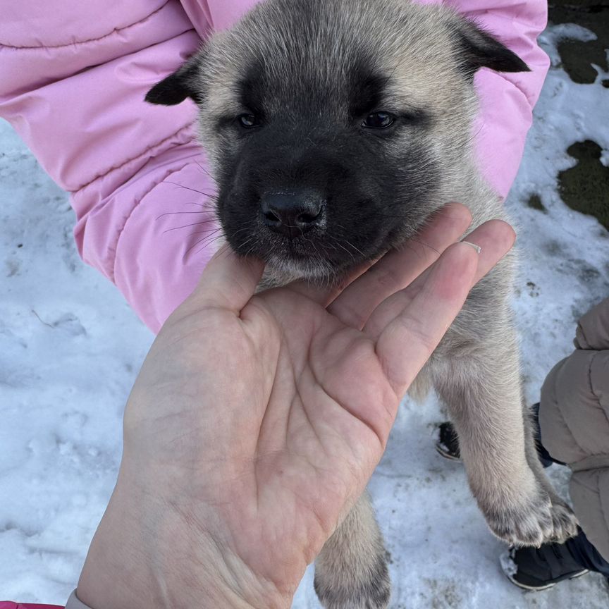 Отдам в добрые руки щенков