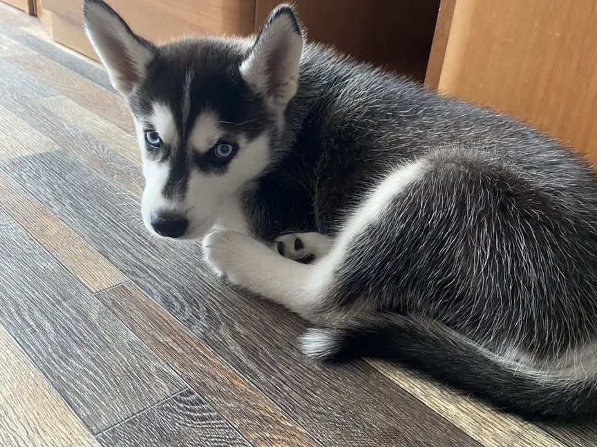 Сибирский хаски