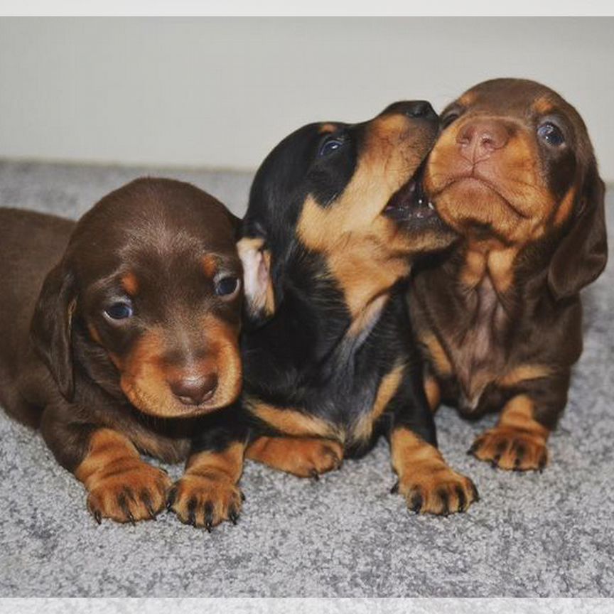 Такса, щенок