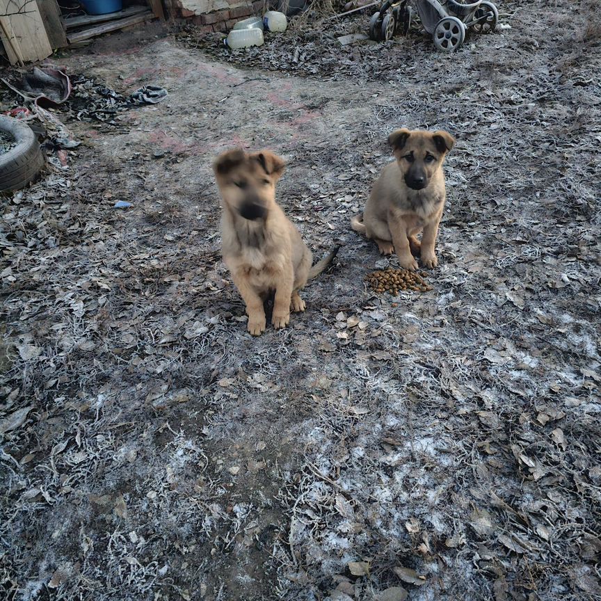 Щенок в добрые руки бесплатно