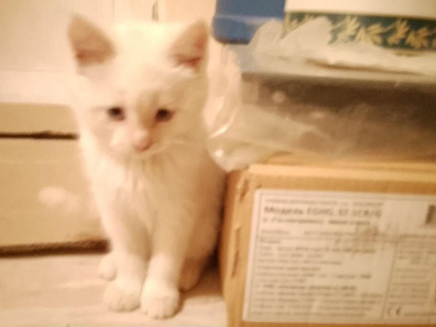 Турецкая ангора