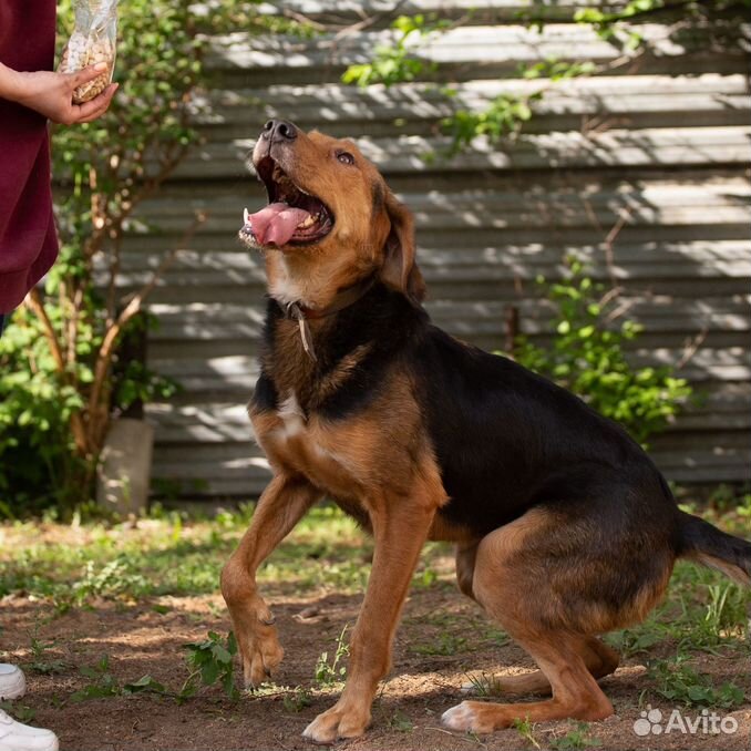 Собака в добрые руки гончая
