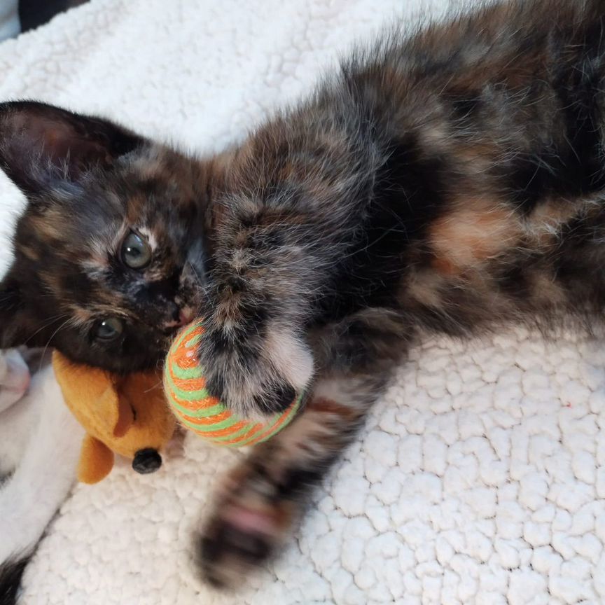 Невский маскарадный котёнок