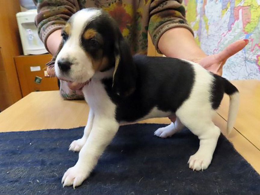 Эстонская гончая щенки