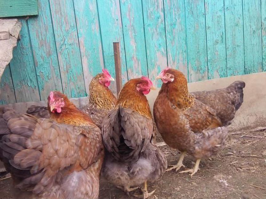 Билефельдер семья