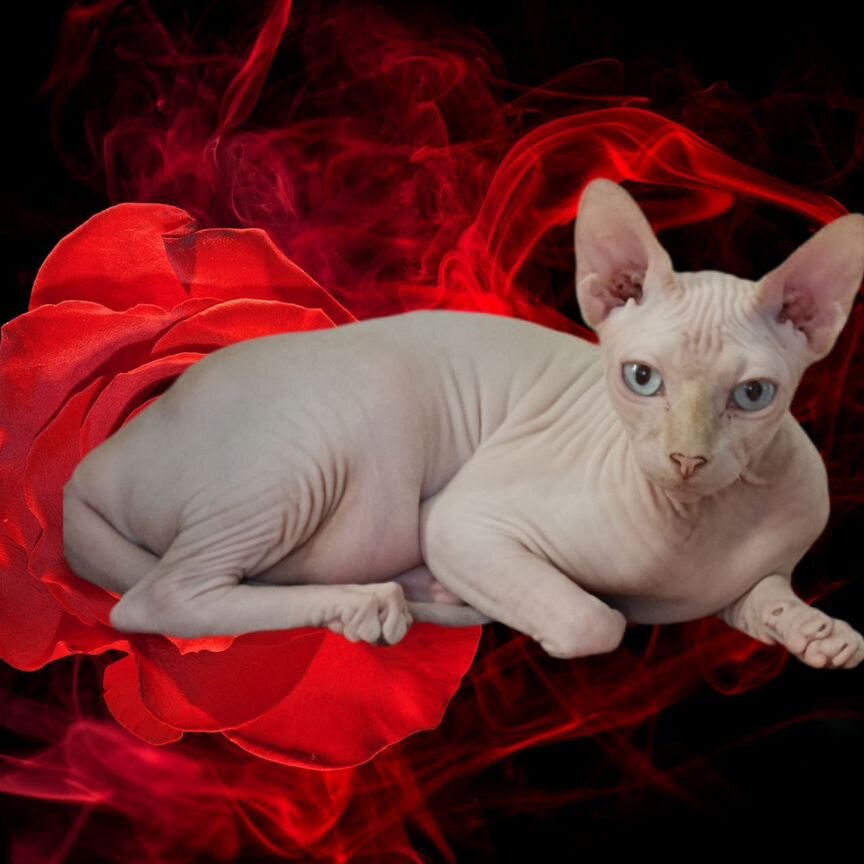 Канадский сфинкс, кошка вязка