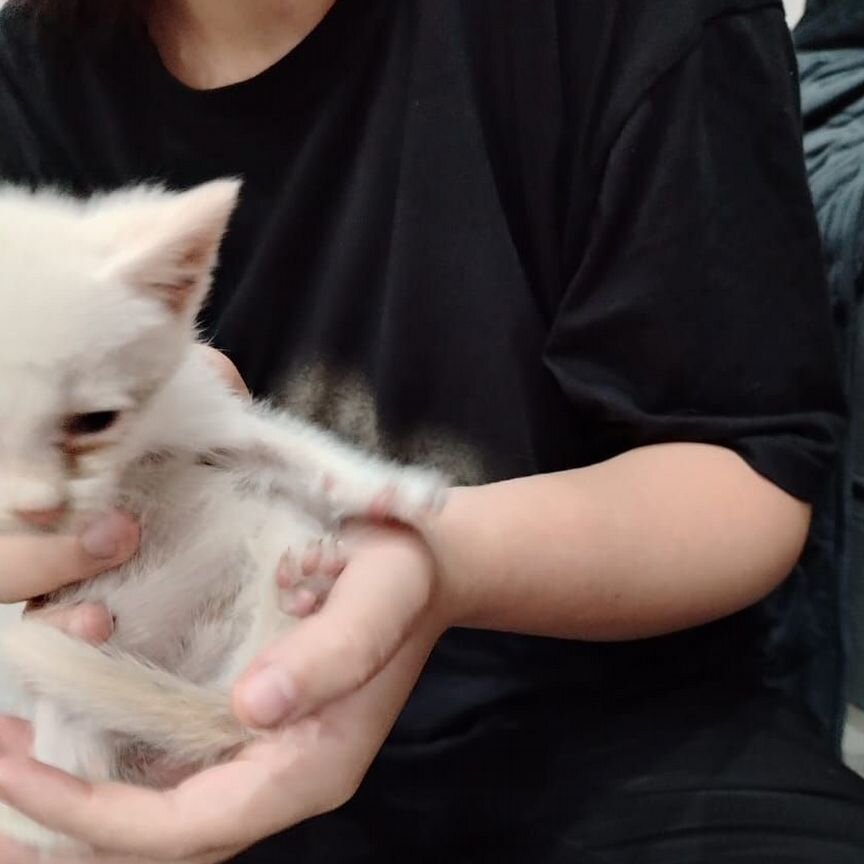 Котенок