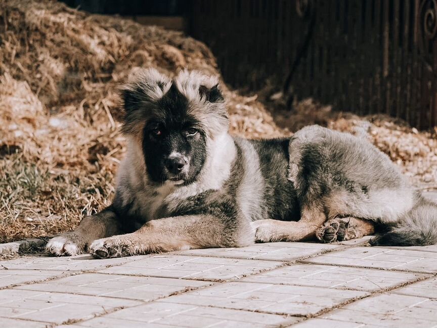 Щенки кавказской овчарки бесплатно
