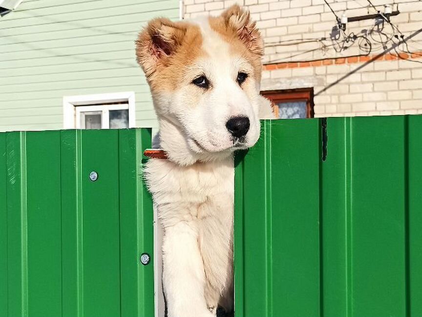 Среднеазиатская овчарка Алабай