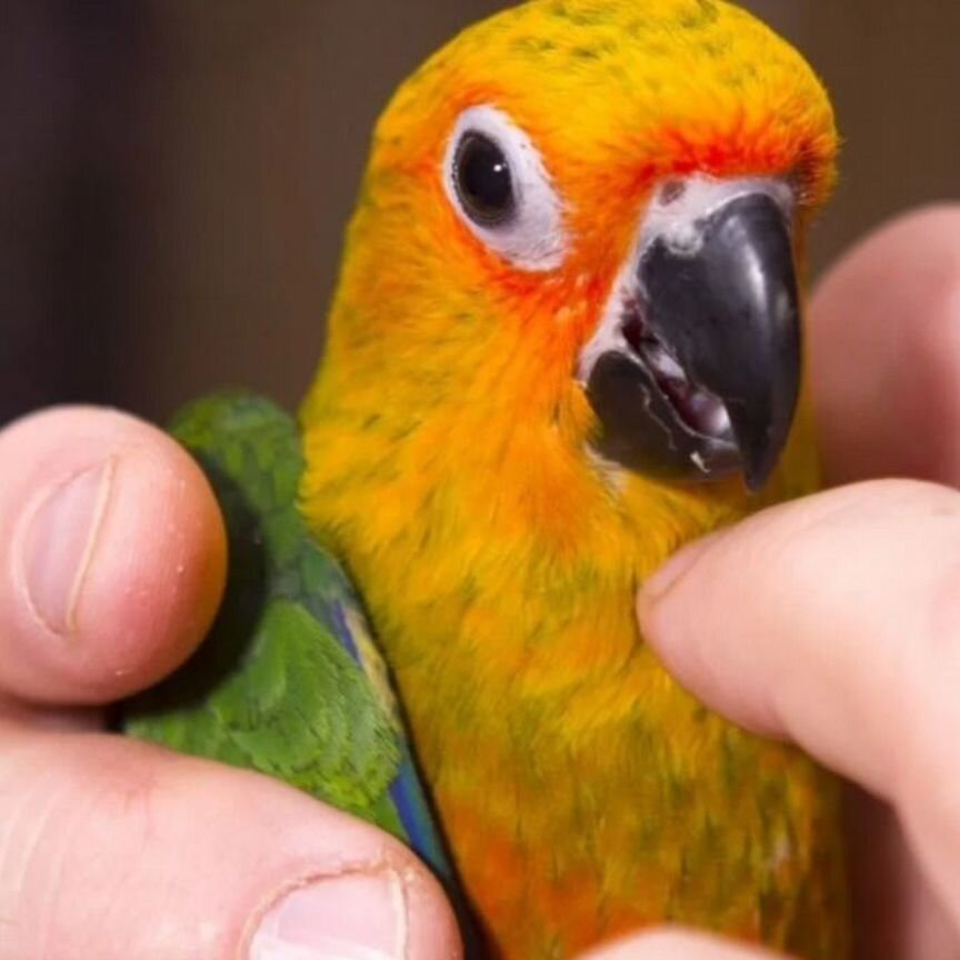 Аратинга попугая ручной