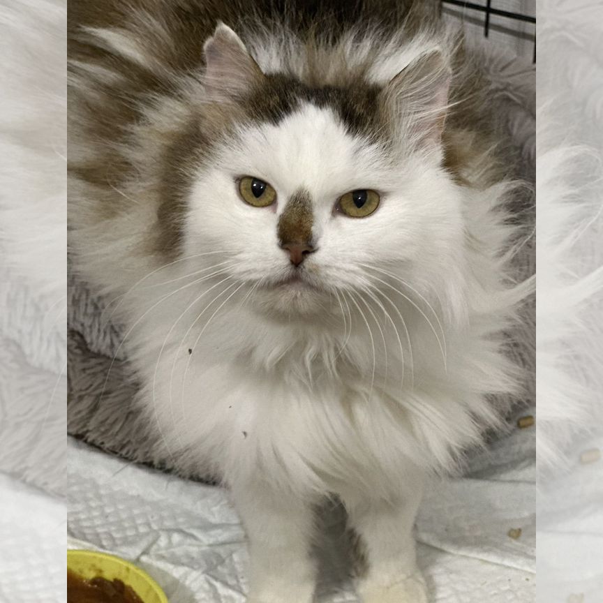 Взрослая, кошка в добрые руки