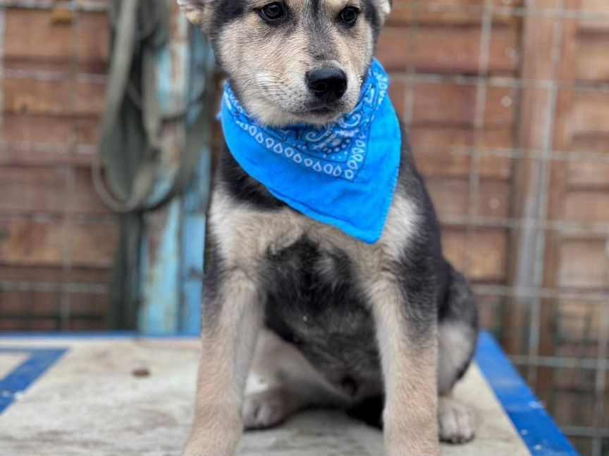 Щенок в добрые руки бесплатно