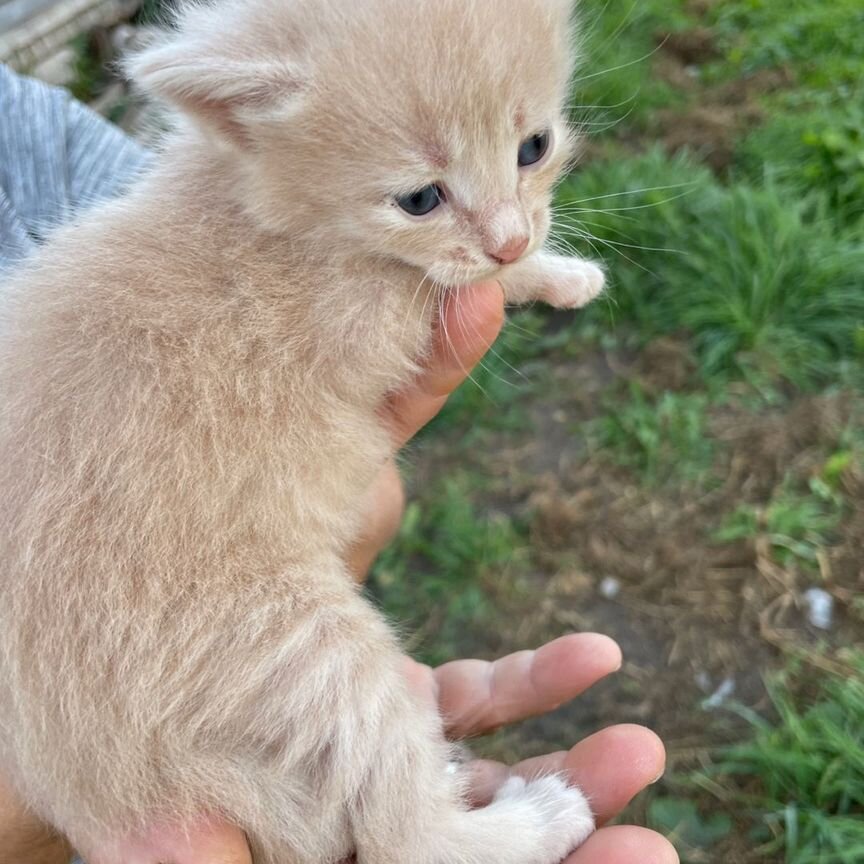 Котенок в добрые руки, пол муж