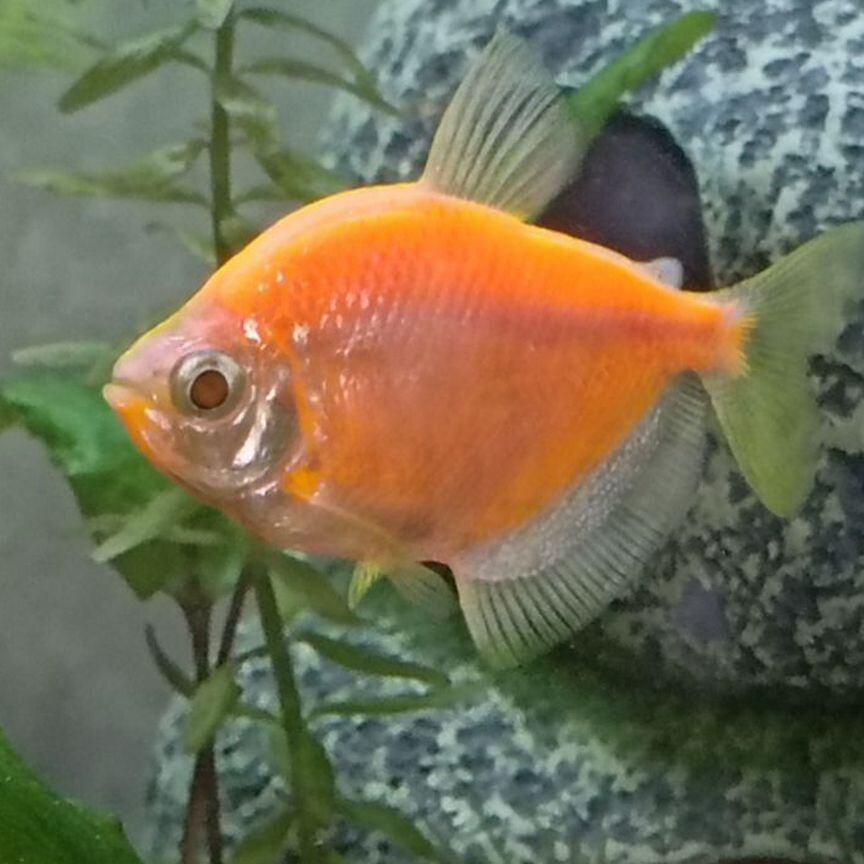 Тернеция / Рыбки