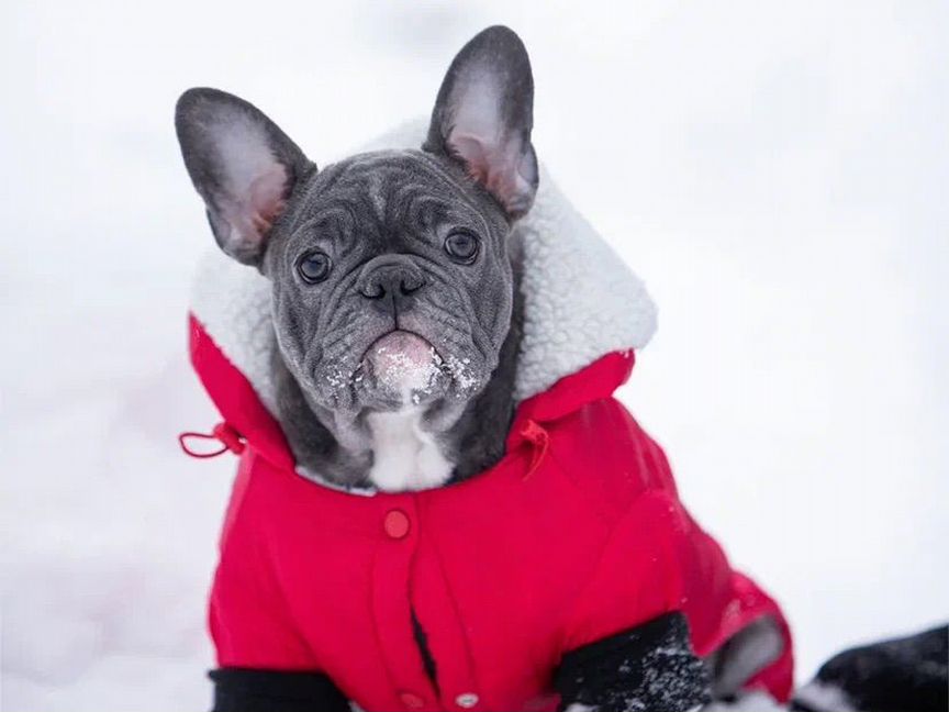 Девочка французского будьдога