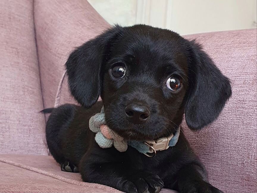 Малыш Чарли из приюта