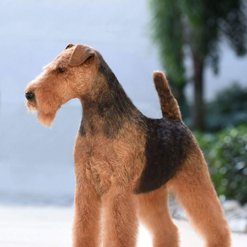 Щенки вельштерьера