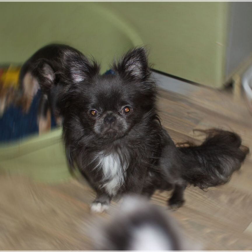 Такой голубой