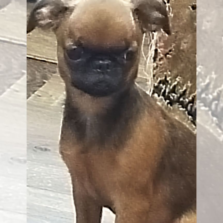 Пти-брабансон, щенок