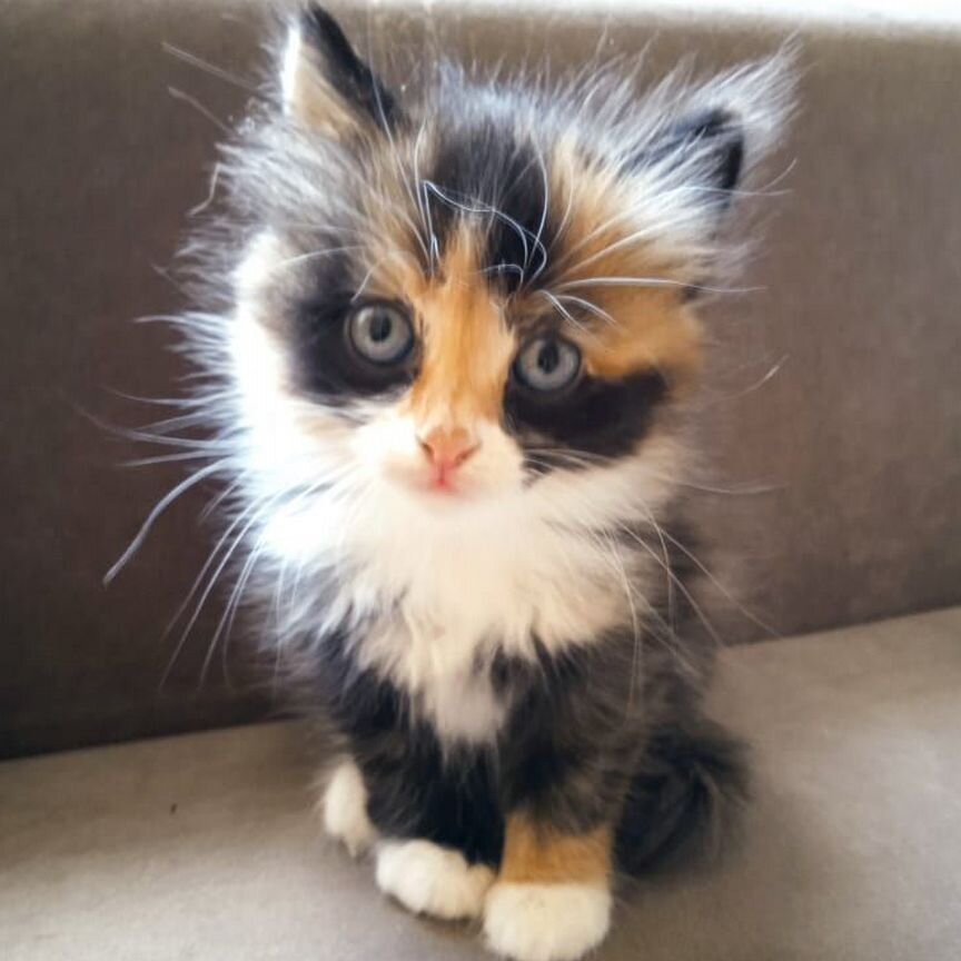 Отдам котят