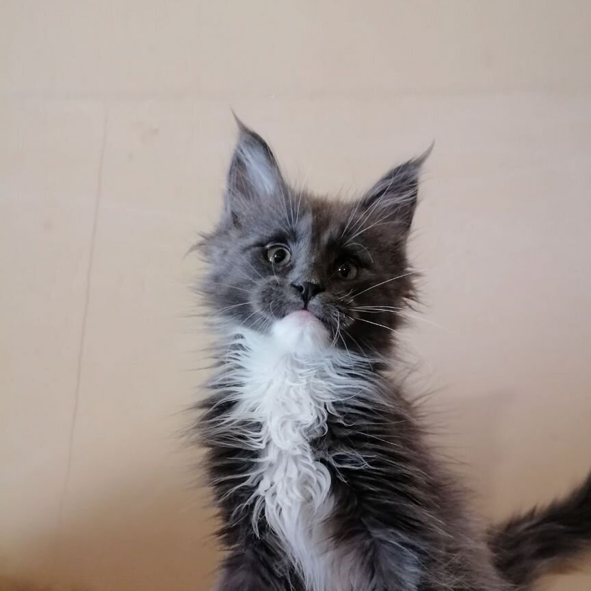 Котята мейн-кун